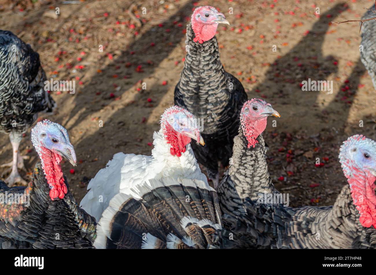 turkey birds on farm market thanksgiving days Stock Photo - Alamy