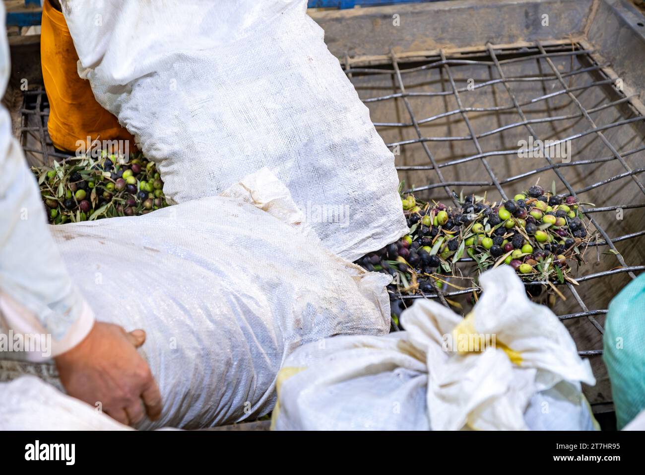 workers filling pressing machine with olives to produce oil later Stock ...