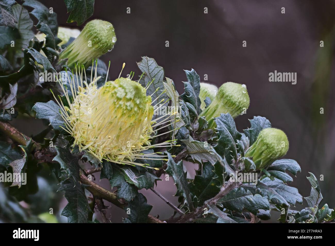 Dryandra hi-res stock photography and images - Alamy