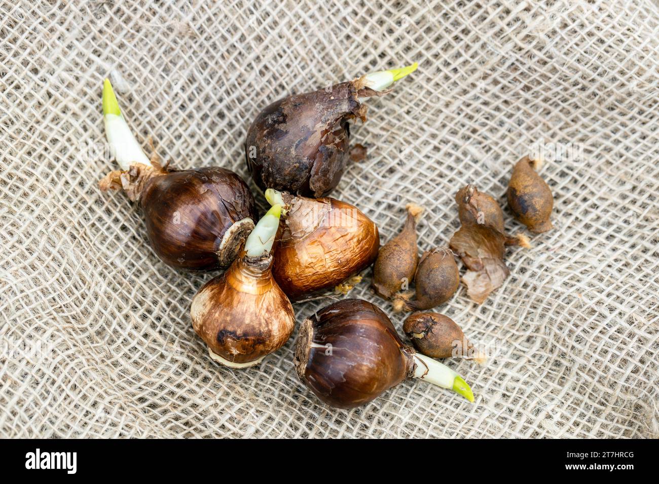 Cultivar trumpet daffodil bulbs selected for planting in the autumn ...