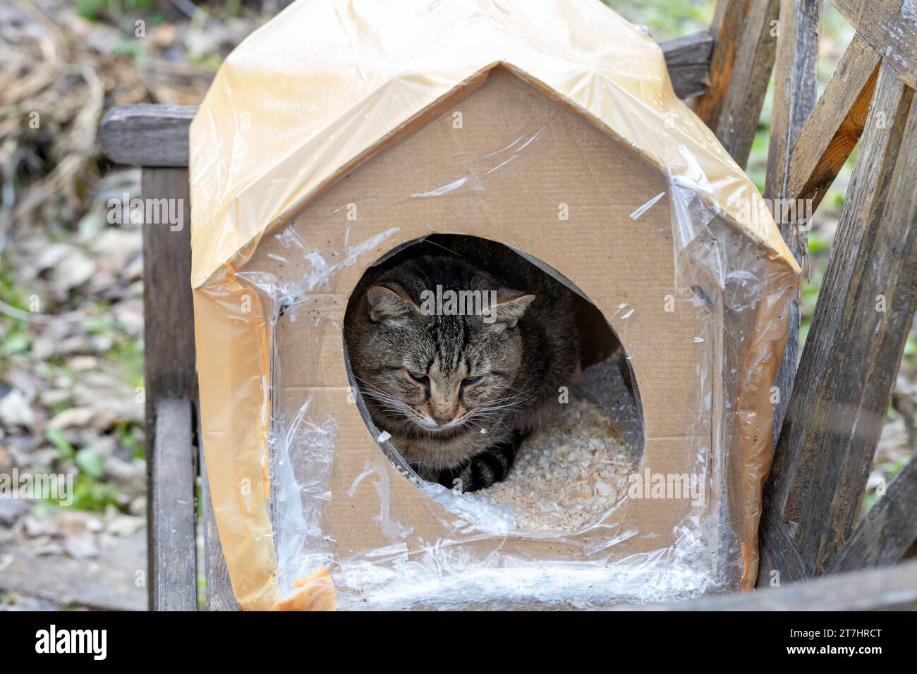 Cat sleeping curled up in a cardboard box Stock Photo - Alamy