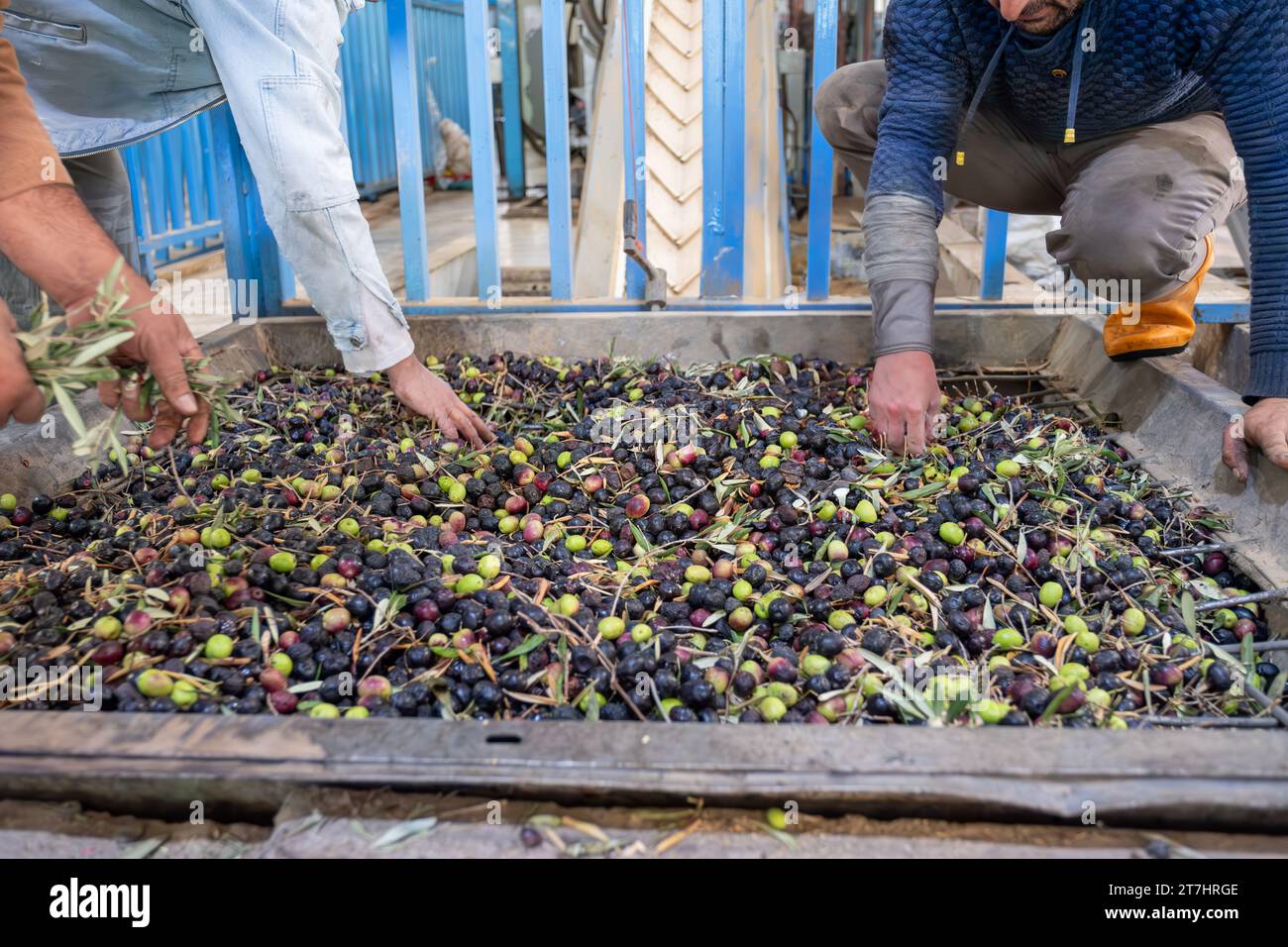 Olive oil extraction machine hi-res stock photography and images - Alamy