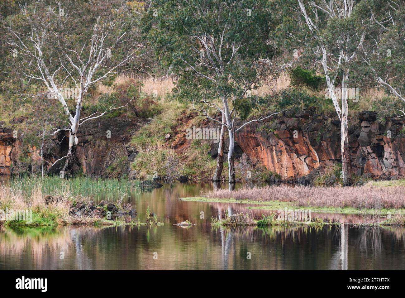 In the Morang Wetlands Stock Photo - Alamy