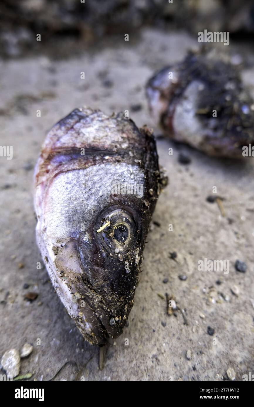 Spoiled fish hi-res stock photography and images - Alamy