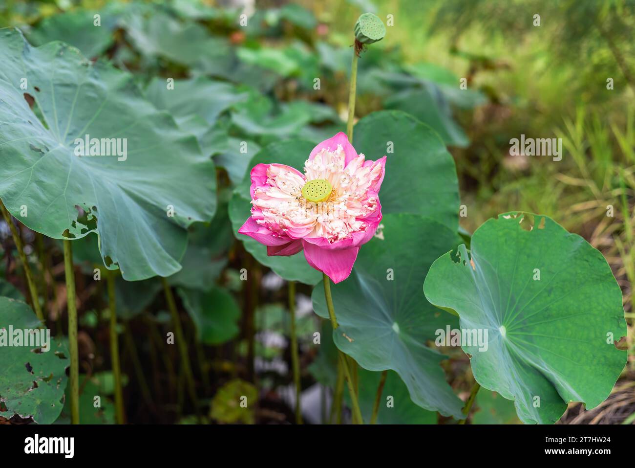Beautiful blooming lotus growing in hi-res stock photography and images ...