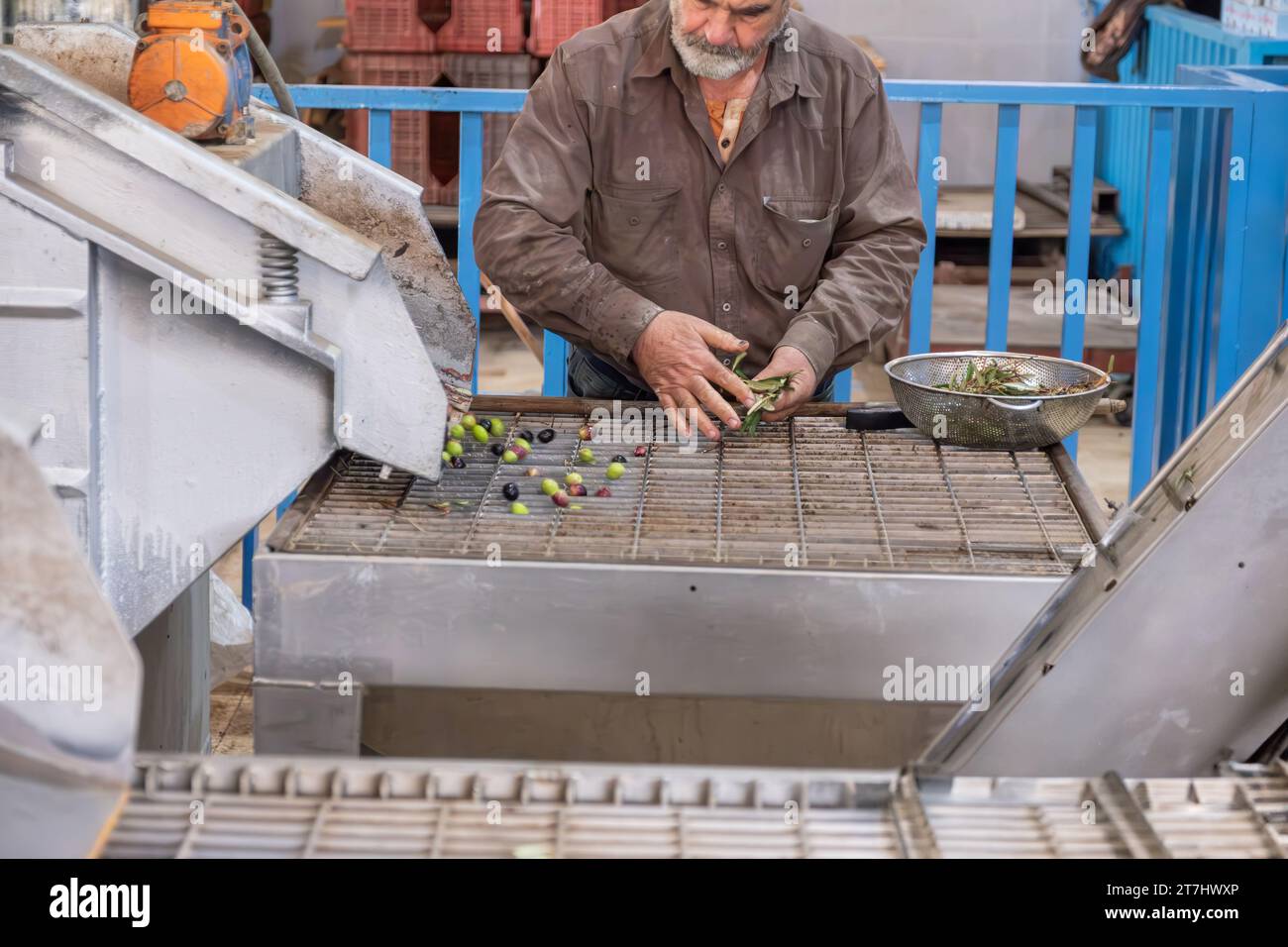 old man worker in olives cleaning process to collect branches and ...