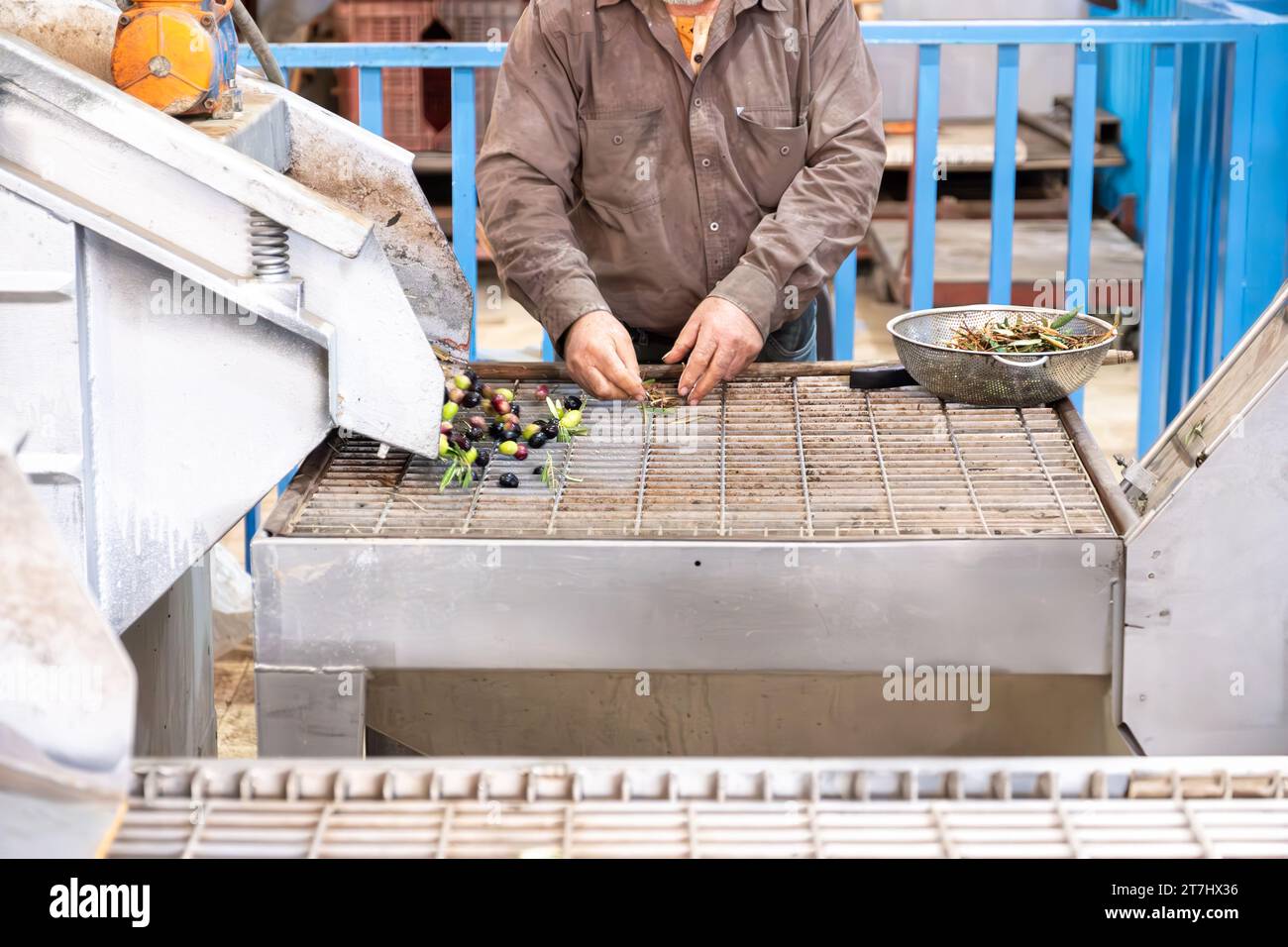 Olive belt hi-res stock photography and images - Alamy