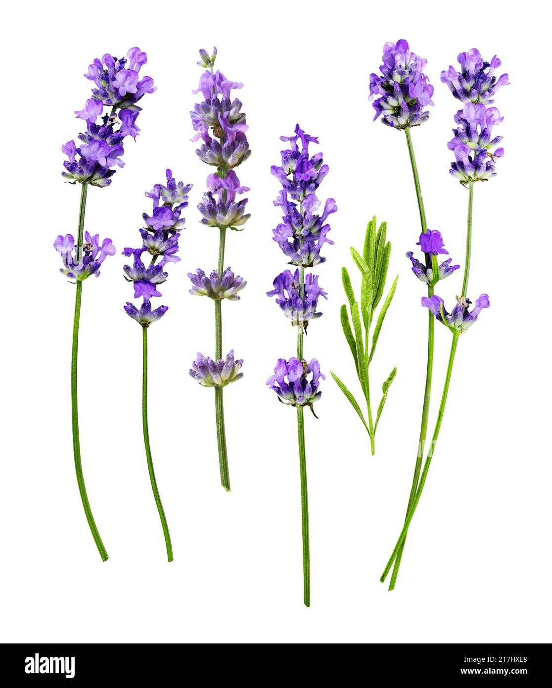 Lavender separate flowers isolated on a white background Stock Photo ...
