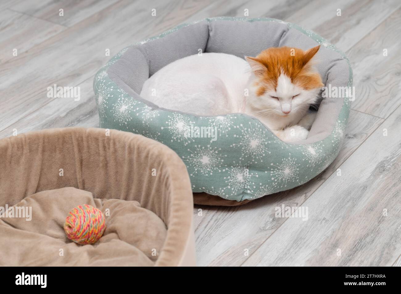 Death concept pet hi-res stock photography and images - Alamy
