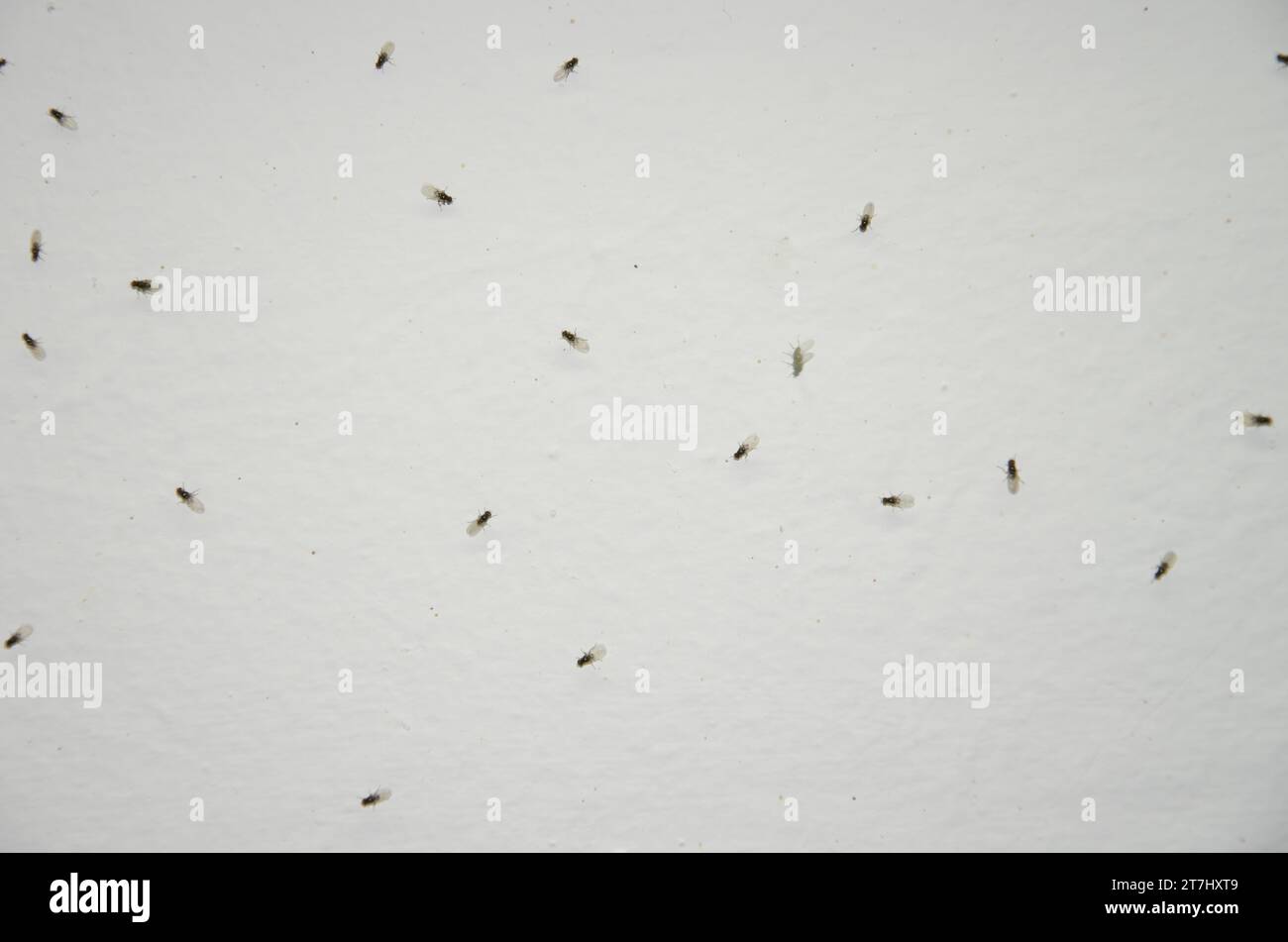 Small fruit flies Drosophila sp. The Nublo Rural Park. Tejeda. Gran ...