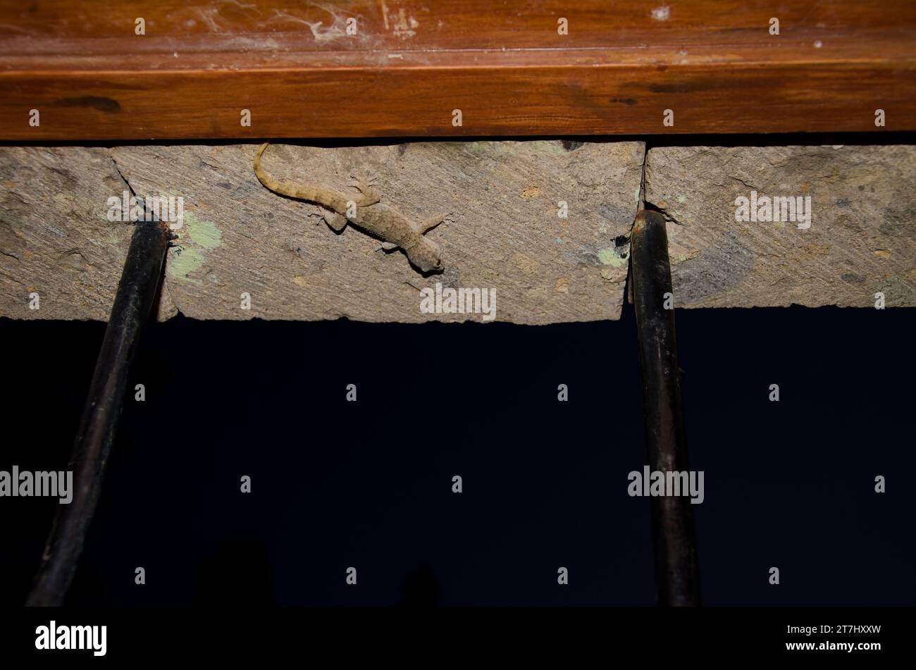 Boettger's wall gecko Tarentola boettgeri boettgeri in a window. Cruz ...