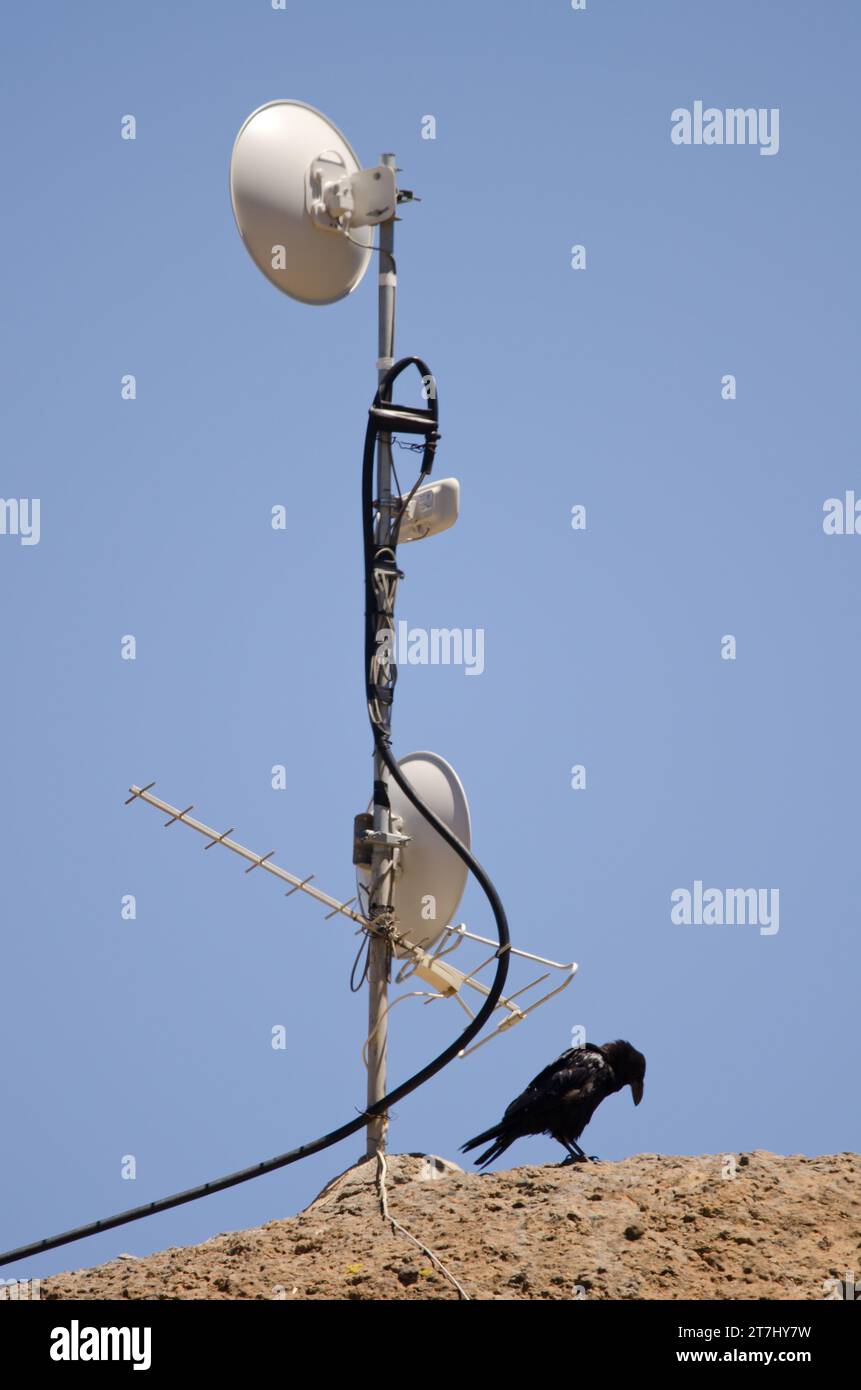 Canary Islands raven Corvus corax canariensis next to an antenna ...