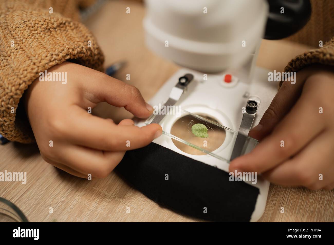 Microscope and hands putting plant leaf for enlarged, close-up. Biology ...