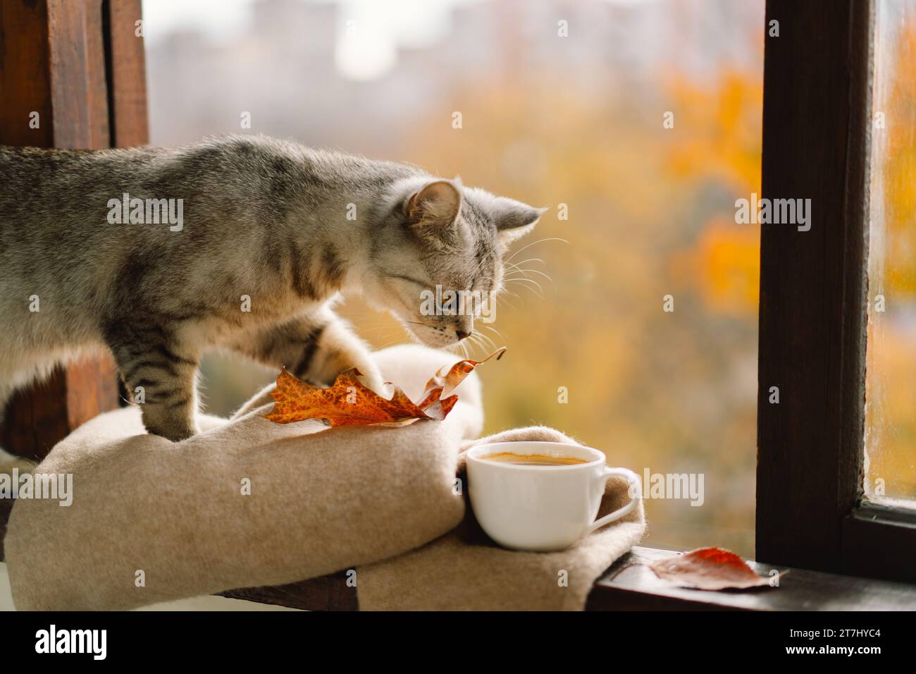 Cute cat with cozy autumn still life with hot coffee on a windowsill ...