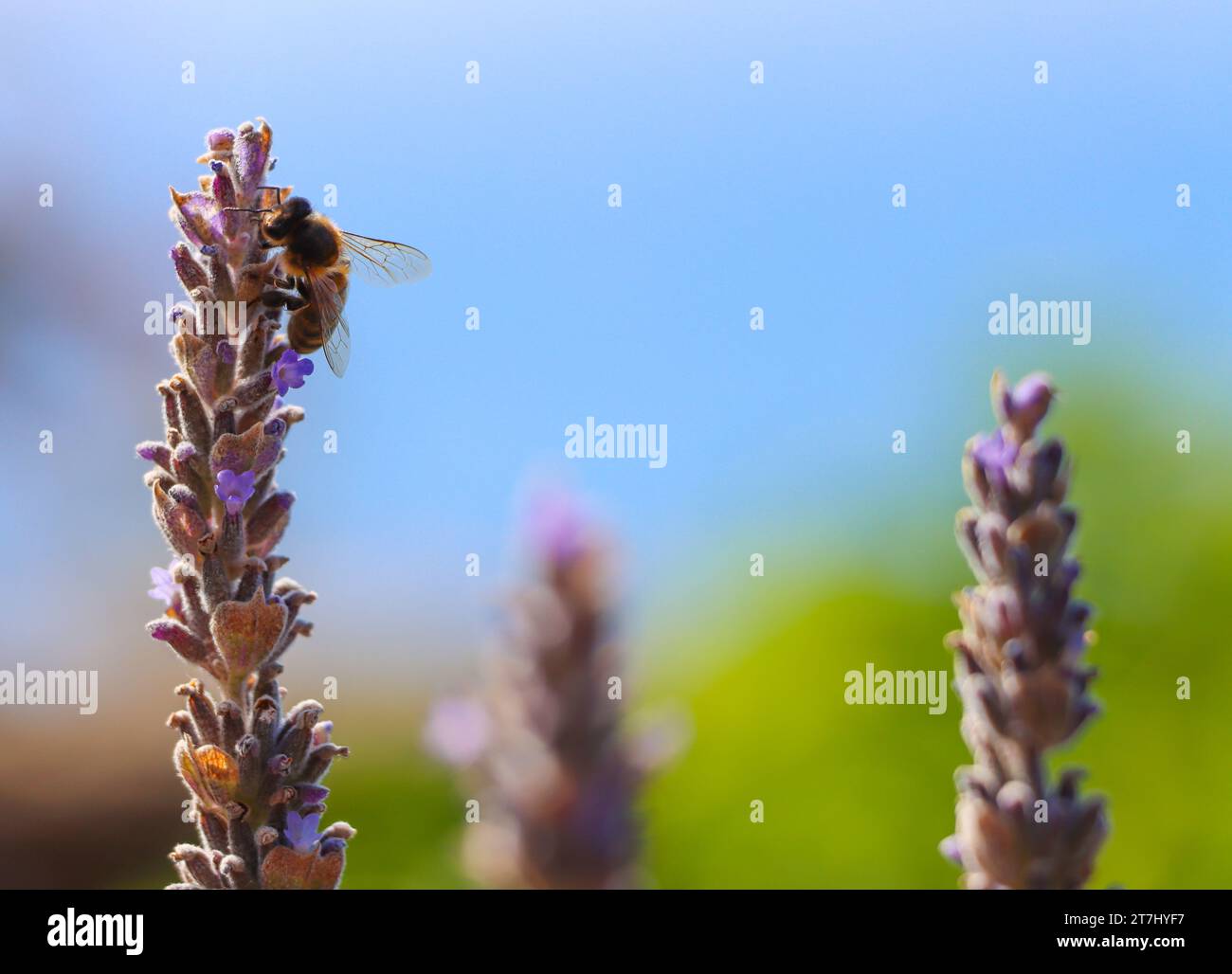 Pollen collecting insects hi-res stock photography and images - Alamy