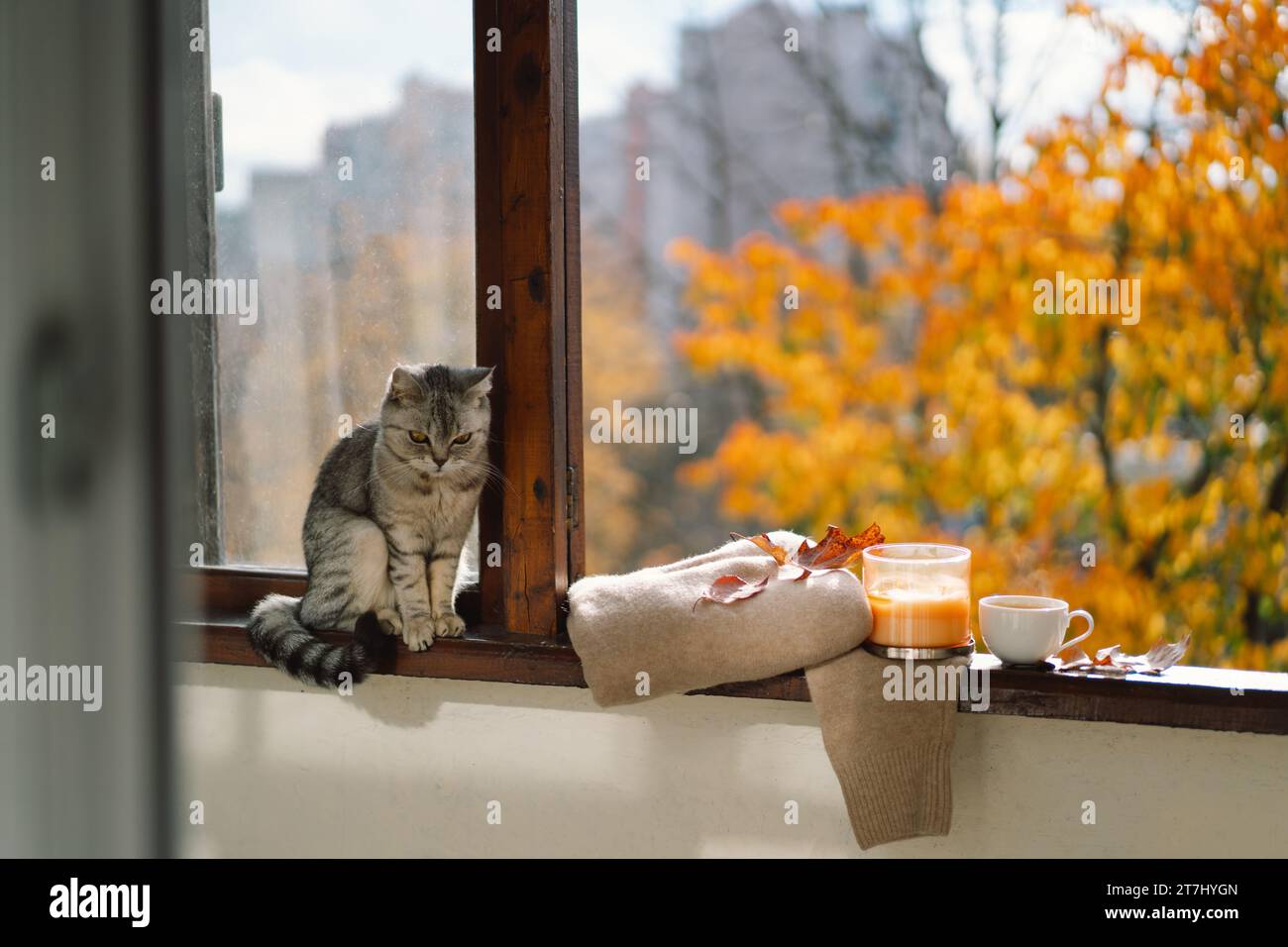 Cute cat with cozy autumn still life with knitted woolen sweater ...