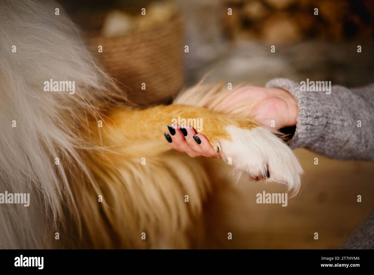 Dog is giving paw to the woman. Dog's paw in human's hand. Domestic pet ...