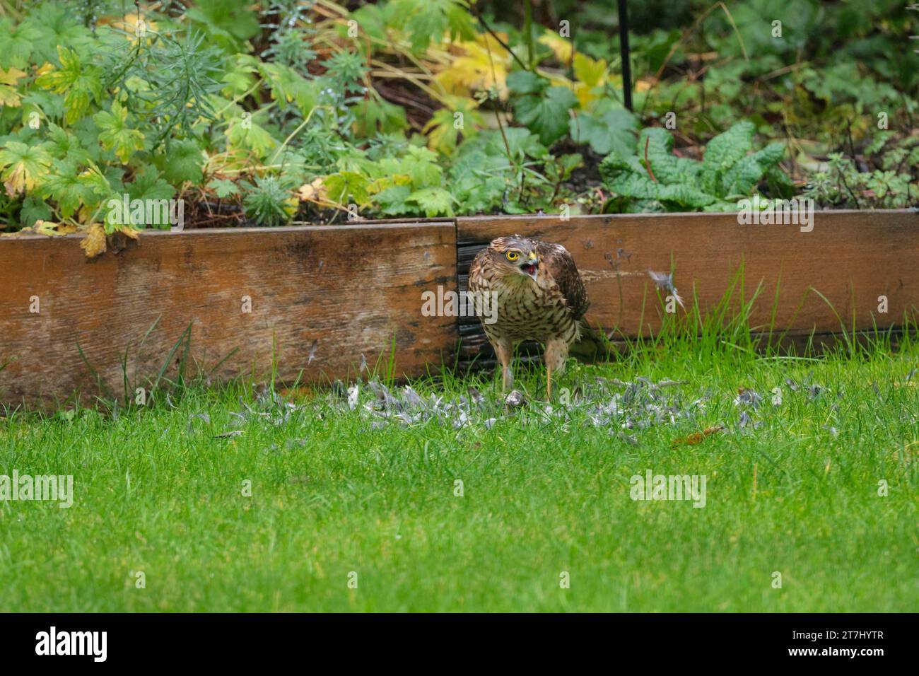 Sparrowhawk Accipiter nisus, with prey by garden border sharp hooked ...