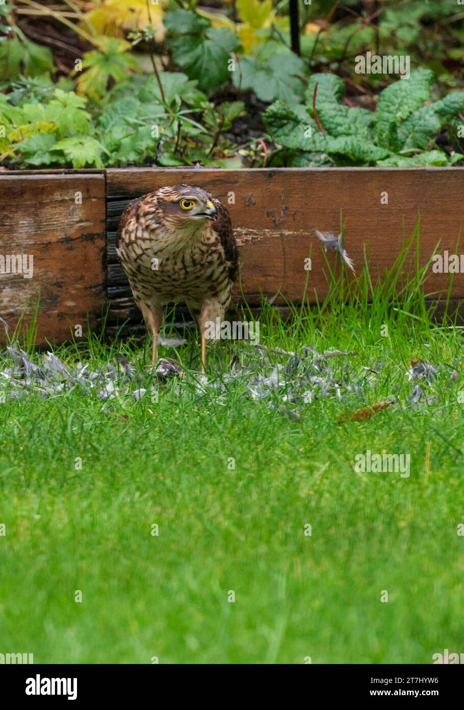 Sparrowhawk Accipiter nisus, with prey by garden border sharp hooked ...