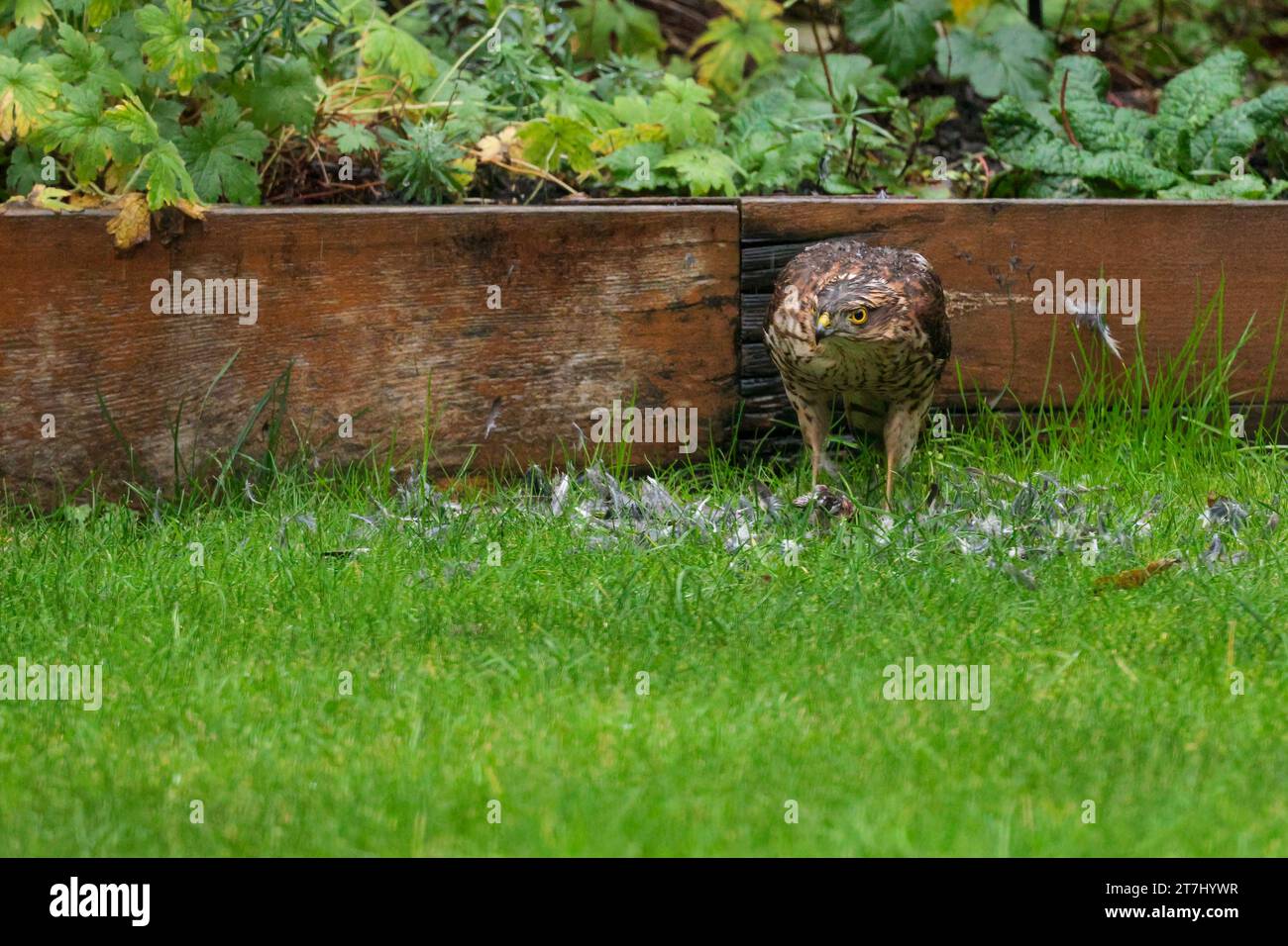 Sparrowhawk Accipiter nisus, with prey by garden border sharp hooked ...