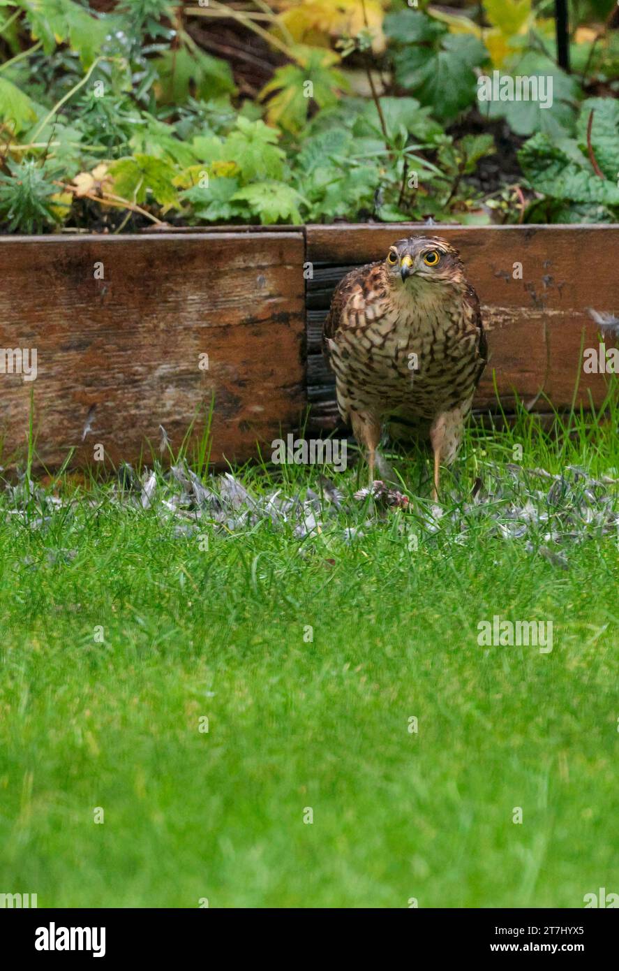 Feeders attract birds they attract sparrowhawks hi-res stock ...