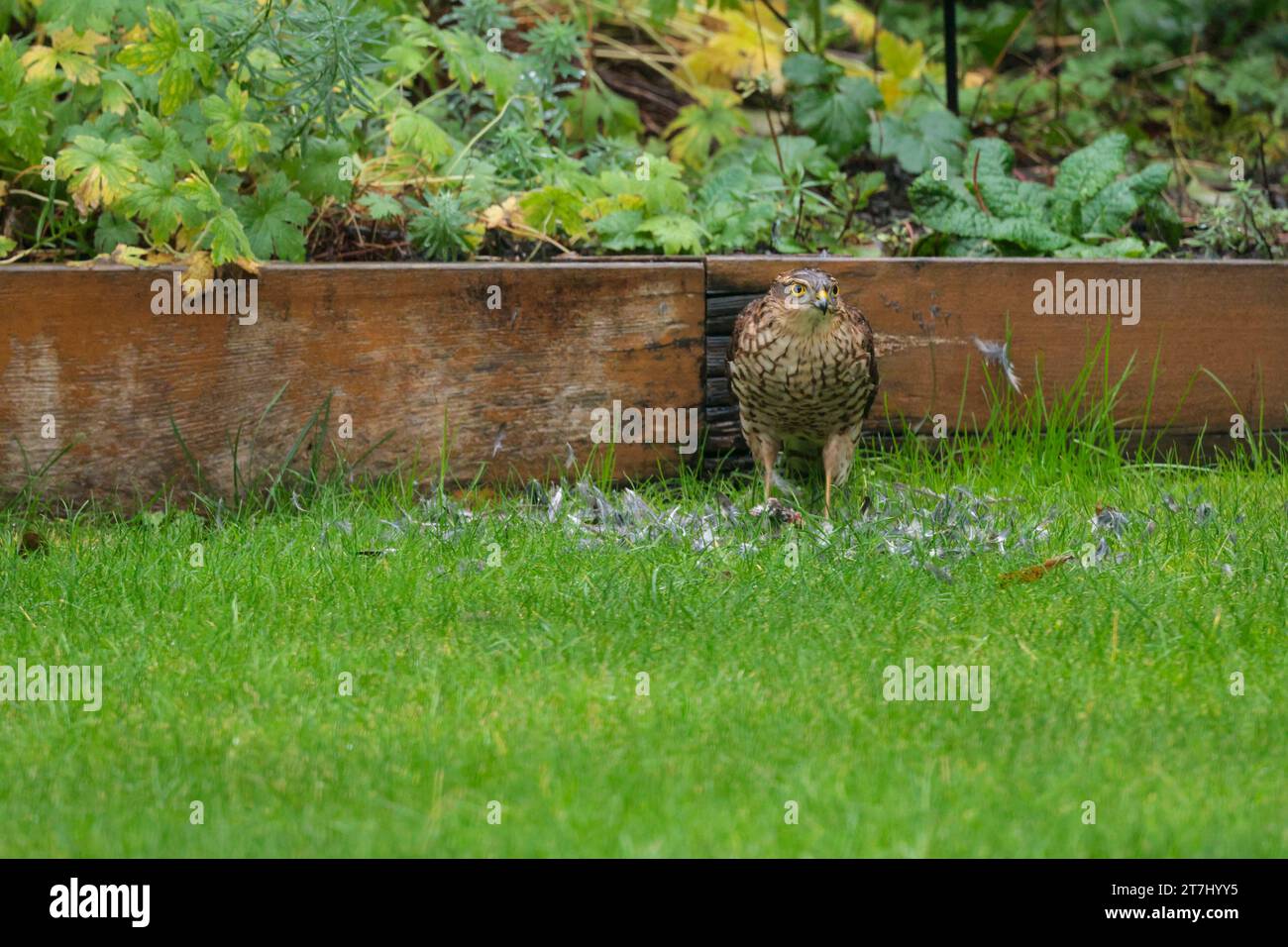 Sparrowhawk in garden by border hi-res stock photography and images - Alamy