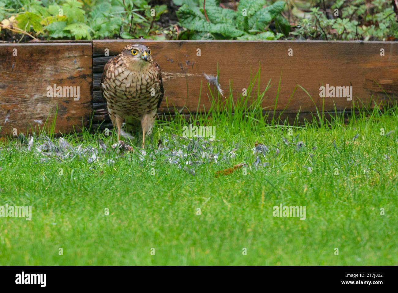 Sparrowhawk Accipiter nisus, with prey by garden border sharp hooked ...