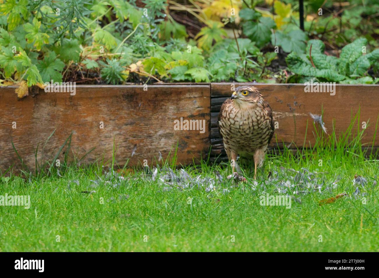 Sparrowhawk Accipiter nisus, with prey by garden border sharp hooked ...