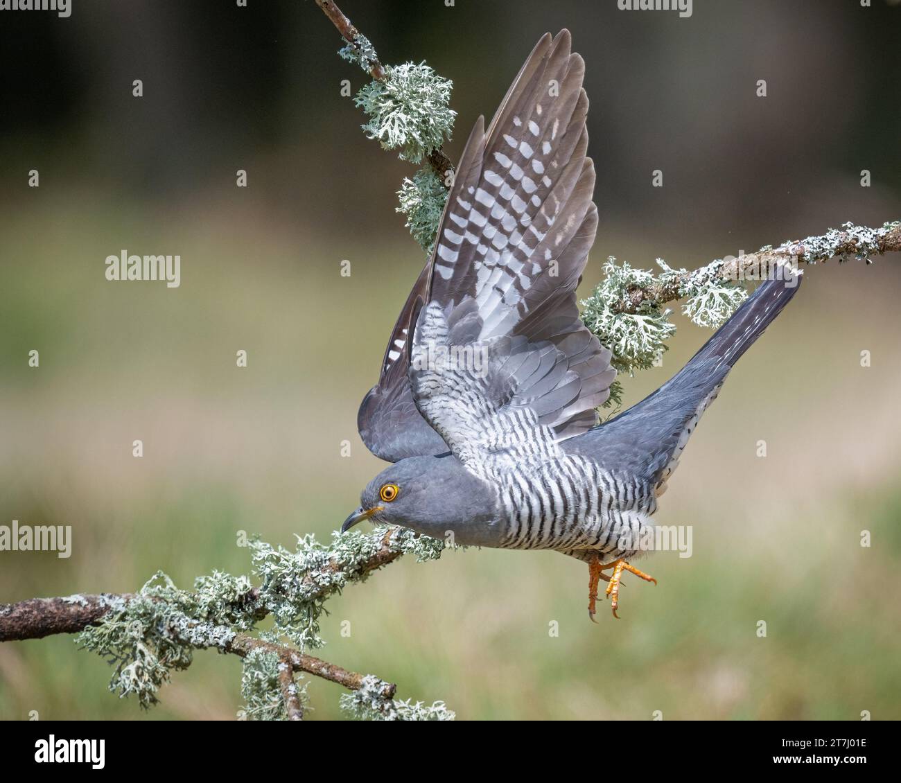 Thursley commom hi-res stock photography and images - Alamy