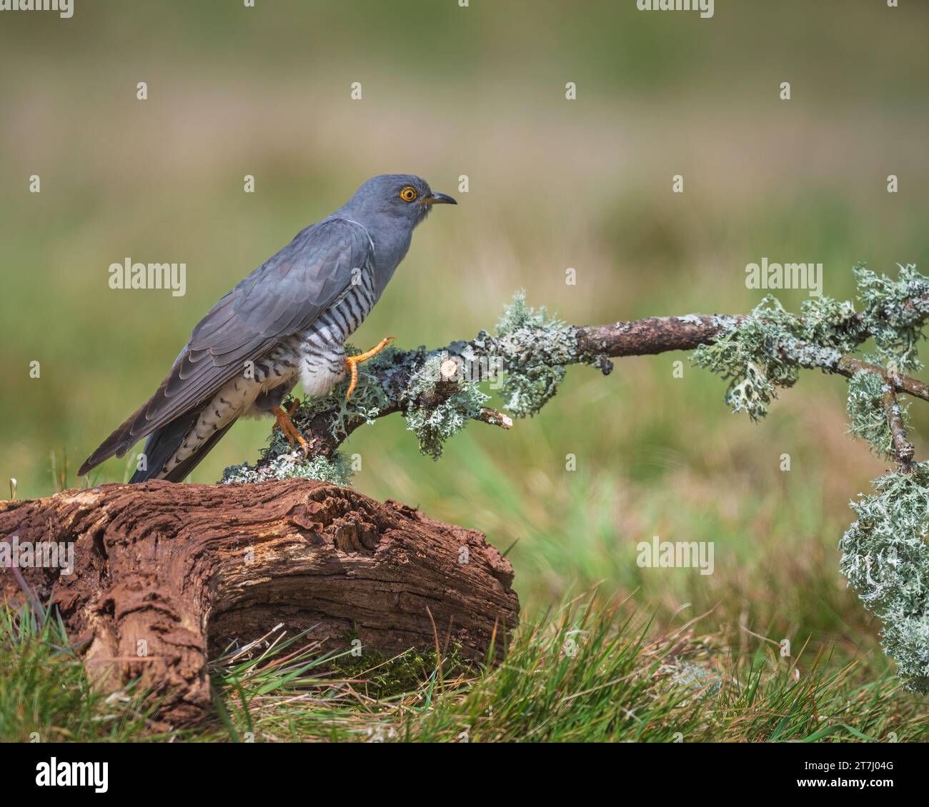 Colin the Cuckoo (Cuculus Canorus) looking for food at Thursley ...