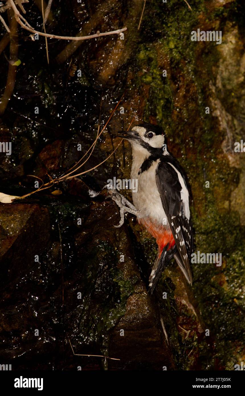 Great Spotted Woodpecker Dendrocopos major thanneri drinking water at a ...