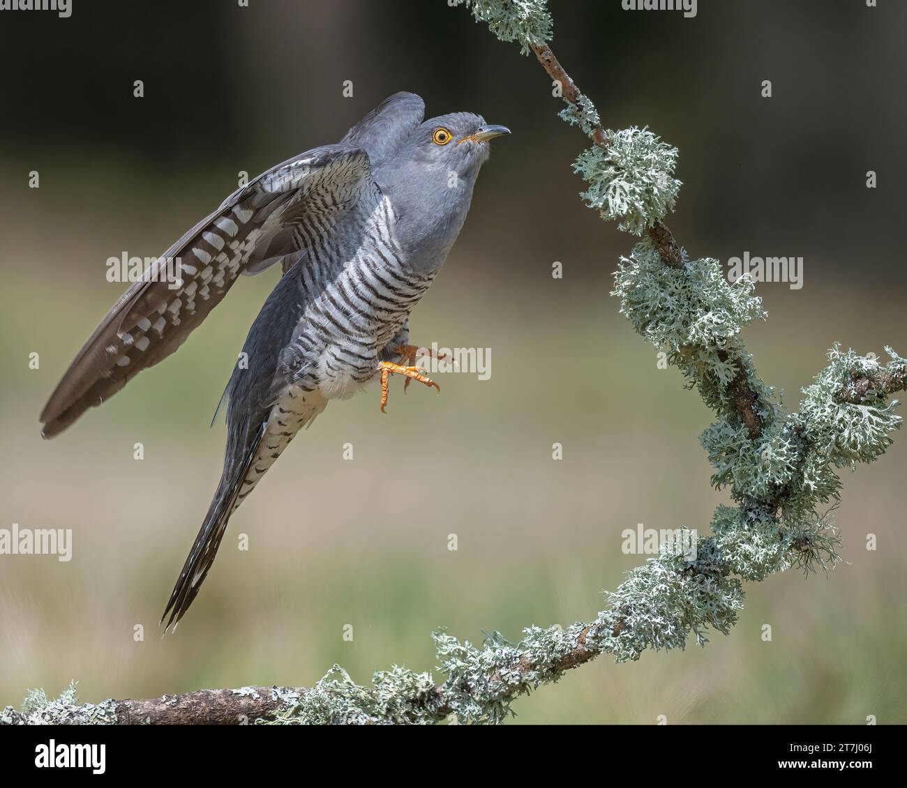 Colin the Cuckoo (Cuculus Canorus) looking for food at Thursley ...