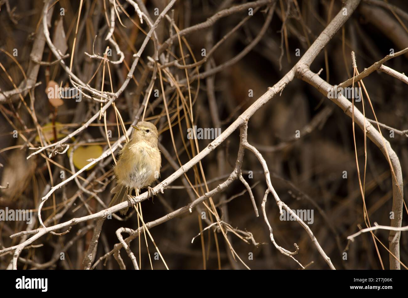 Western Canary Islands chiffchaff Phylloscopus canariensis. Integral ...