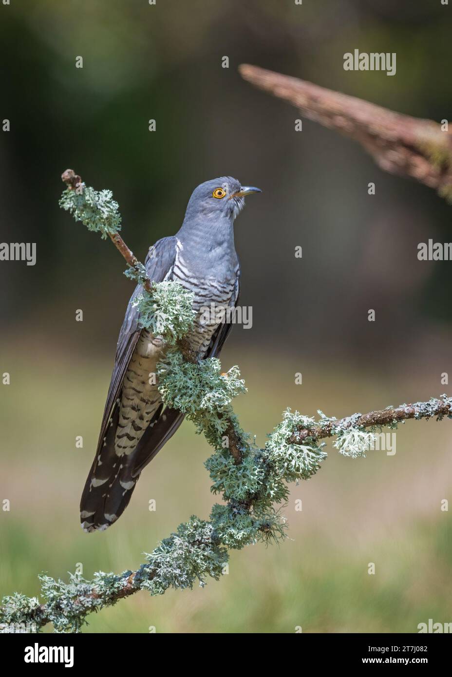 Thursley commom hi-res stock photography and images - Alamy