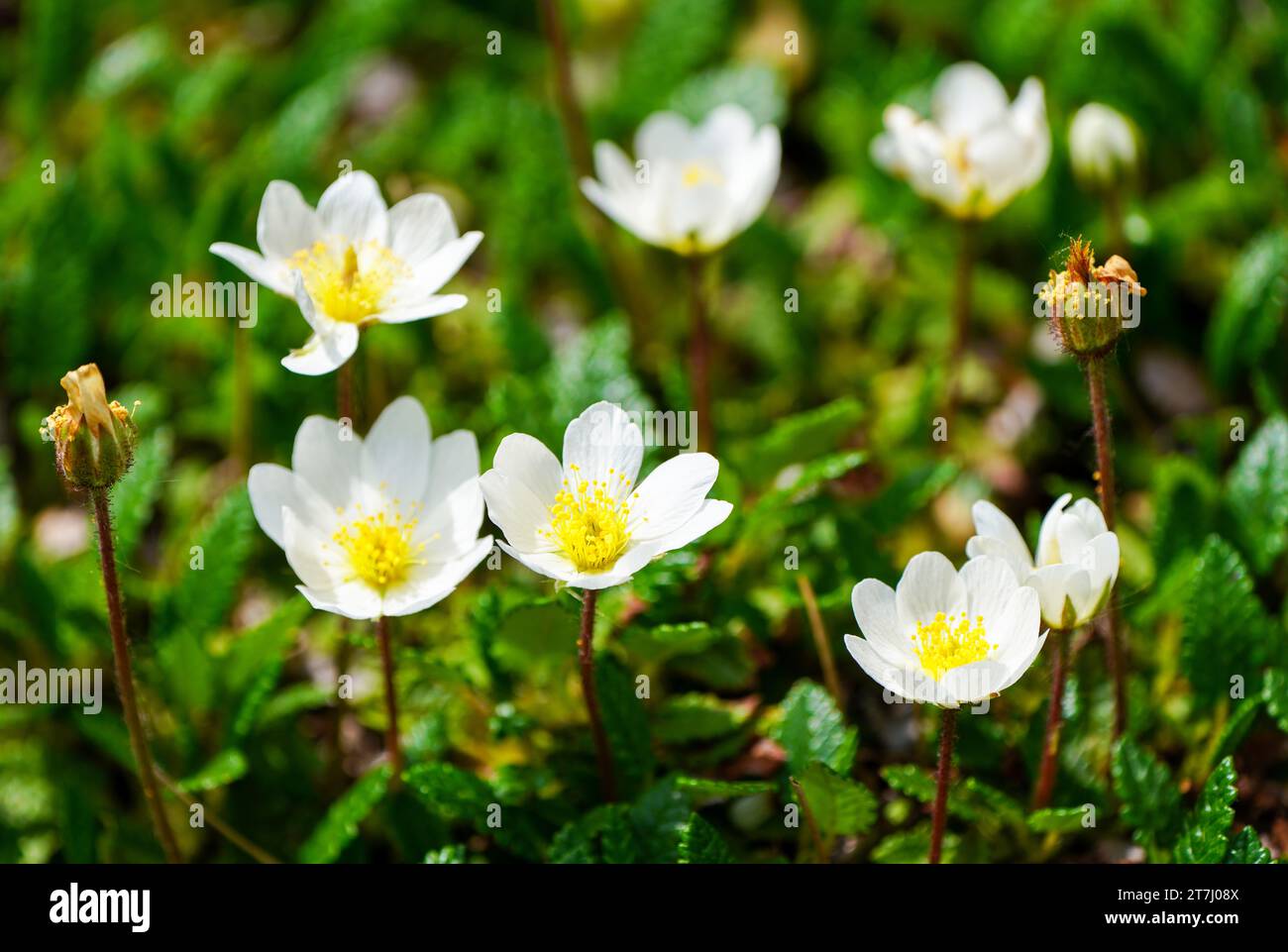 White flowers of white dryas. Flowering plant close-up. Dryas ...