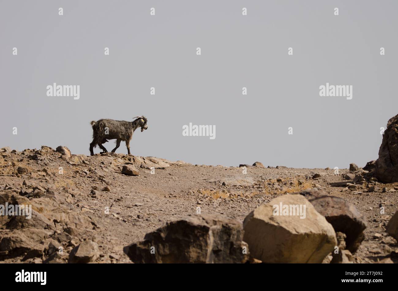 Goat Capra hircus walking. The Nublo Rural Park. Gran Canaria. Canary ...