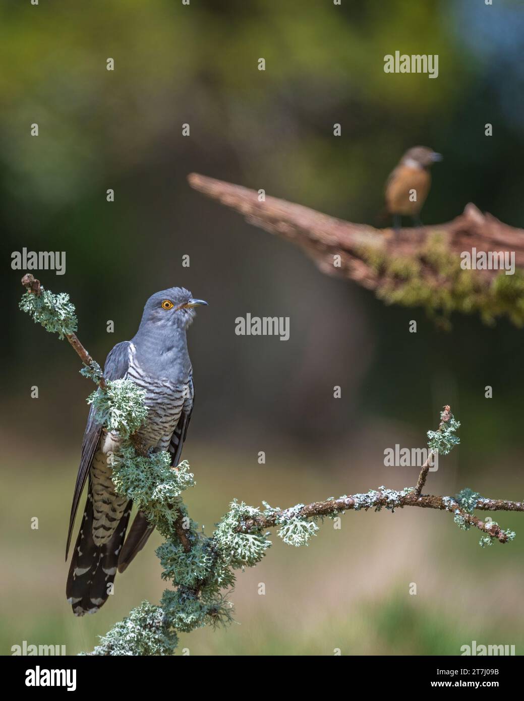 Thursley commom hi-res stock photography and images - Alamy