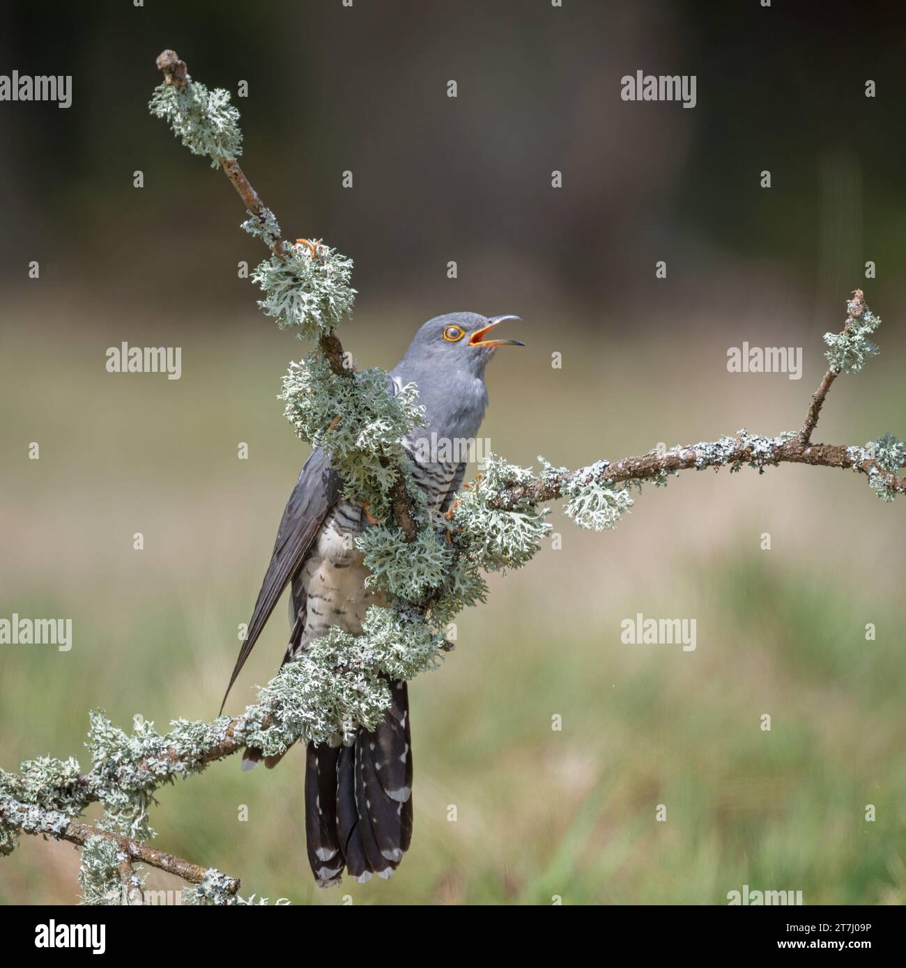 Colin the Cuckoo (Cuculus Canorus) looking for food at Thursley ...