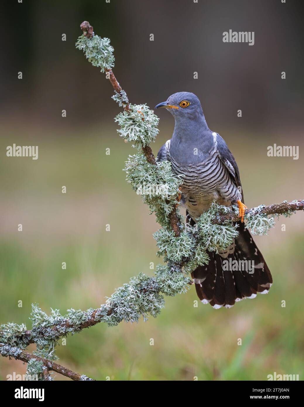 Colin the Cuckoo (Cuculus Canorus) looking for food at Thursley ...