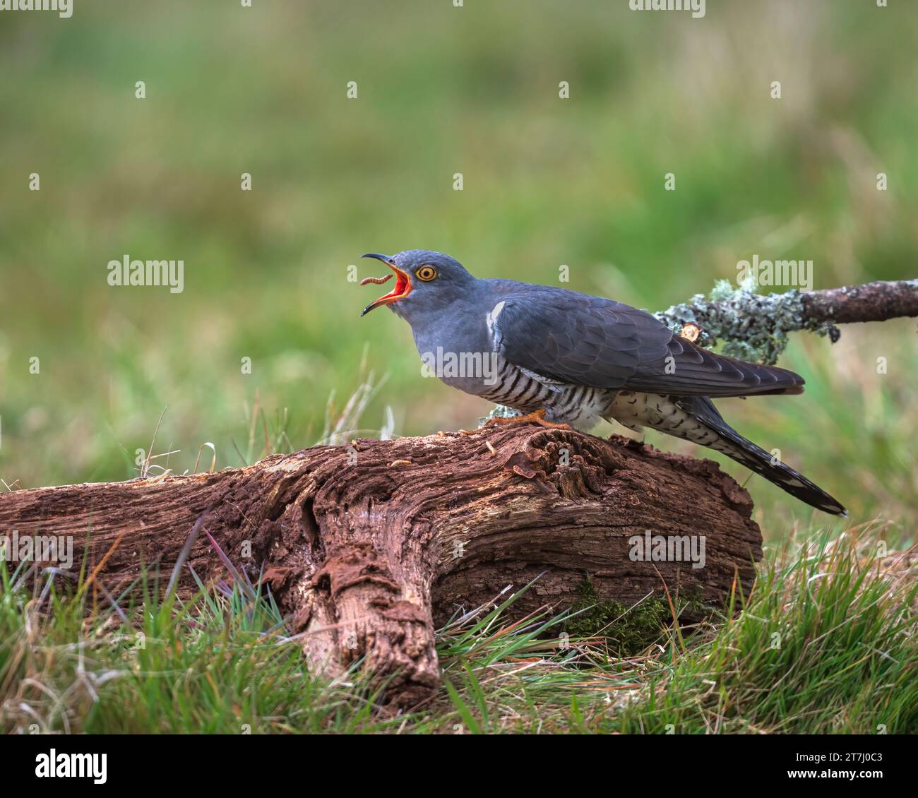 Colin the Cuckoo (Cuculus Canorus) looking for food at Thursley ...