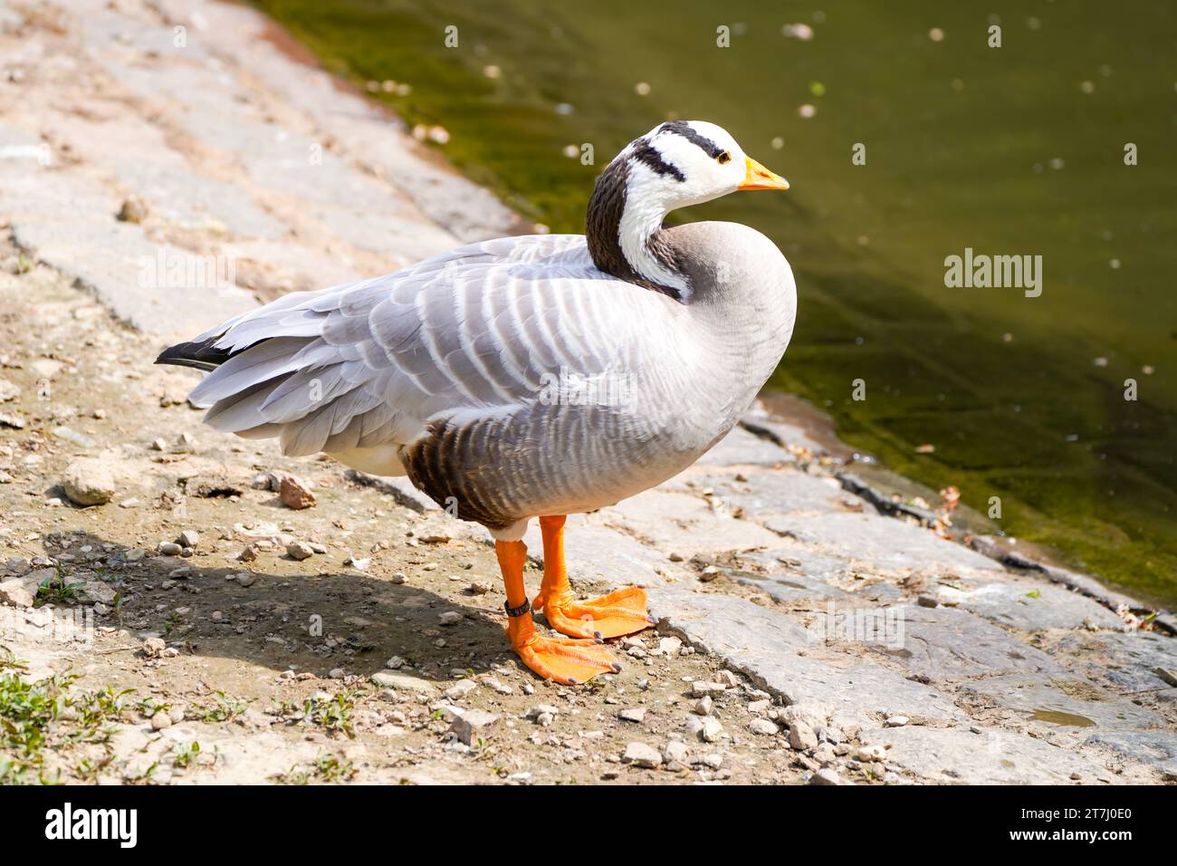 Feather on water anser indicus hi-res stock photography and images - Alamy