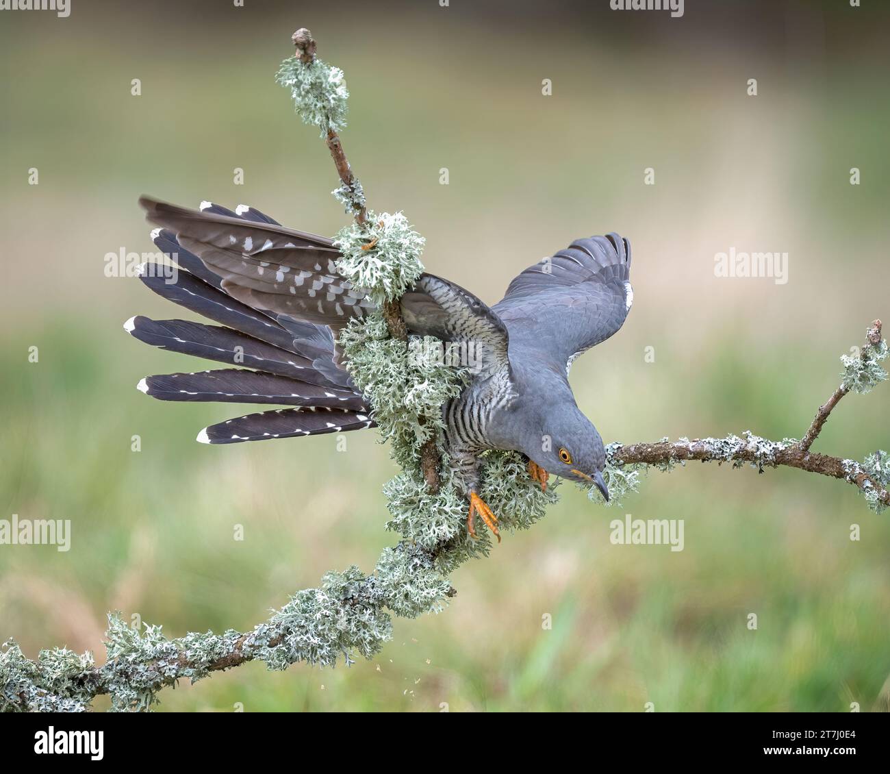 Colin the Cuckoo (Cuculus Canorus) looking for food at Thursley ...