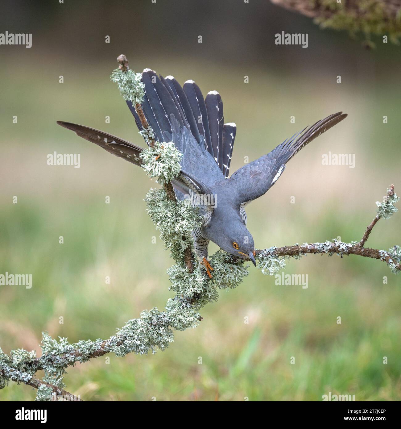 Colin the Cuckoo (Cuculus Canorus) looking for food at Thursley ...