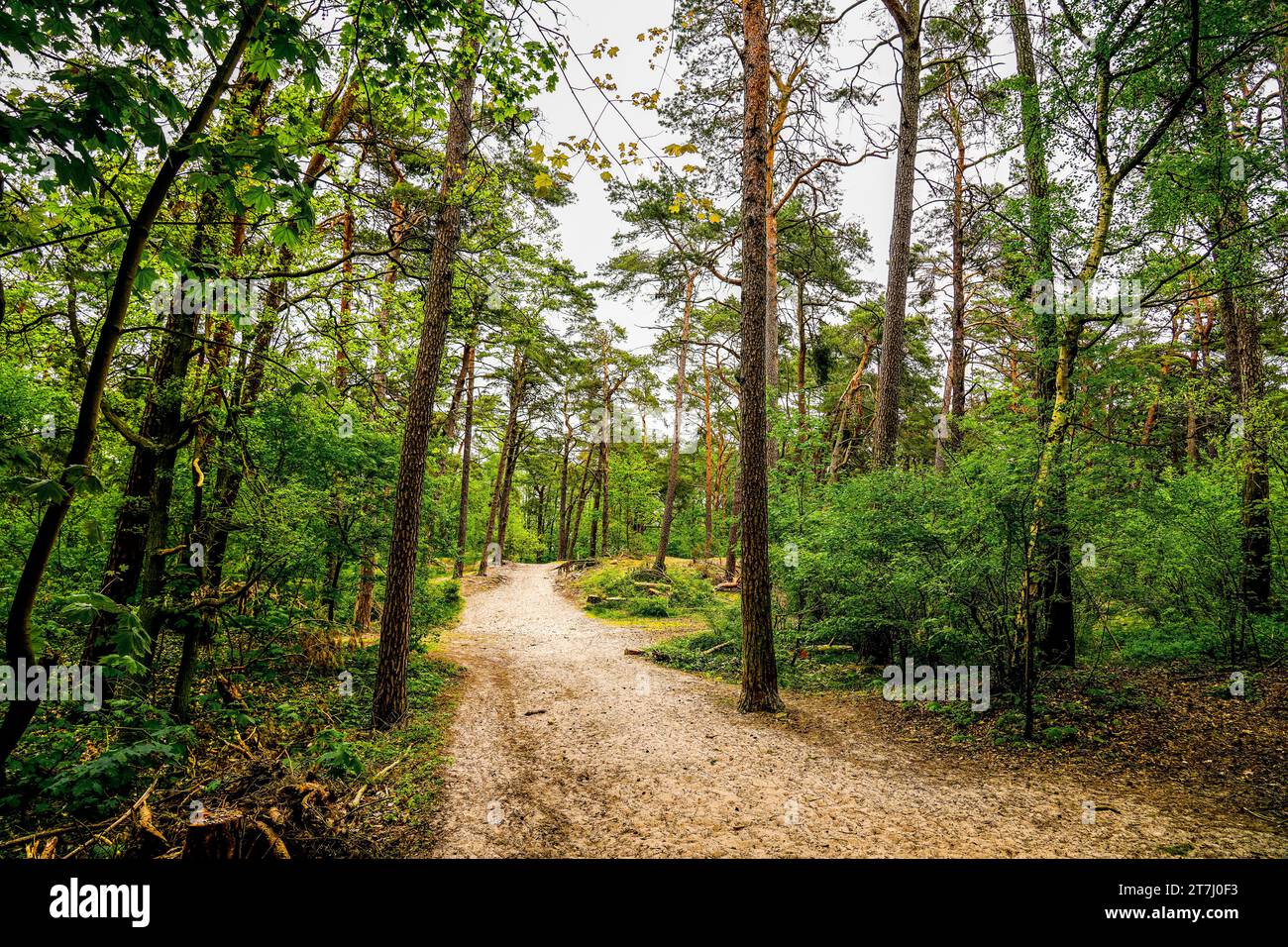 Path through the forest. Landscape near Swinoujscie Stock Photo - Alamy