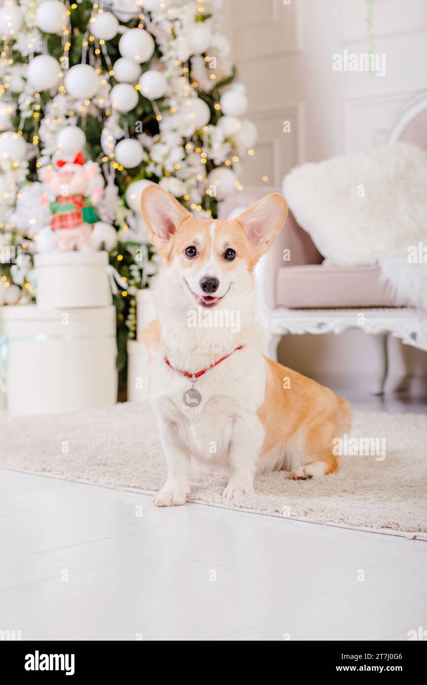 Corgi dog breed. Happy New Year, Christmas holidays and celebration ...