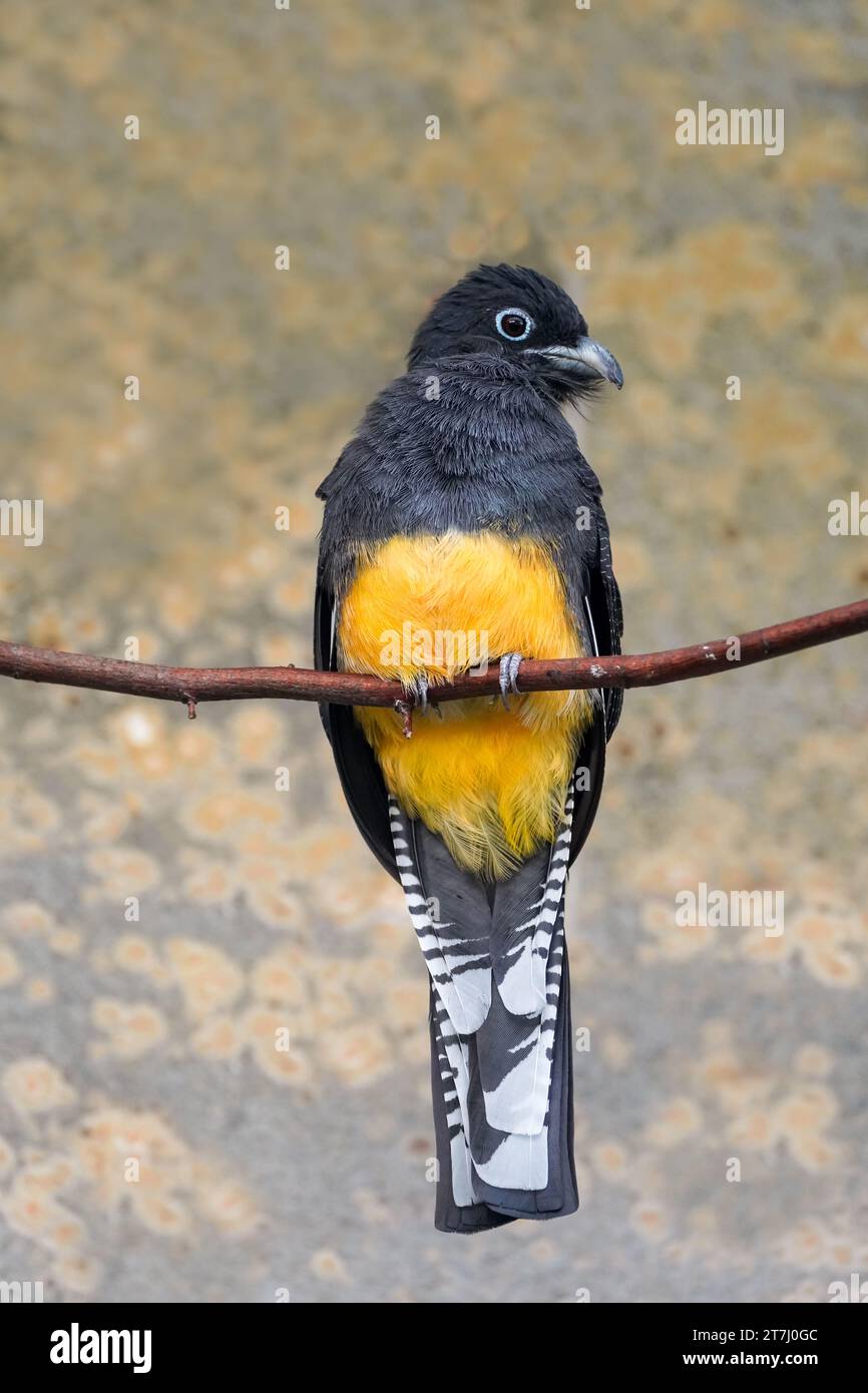 Portrait of a white-tailed trogon sitting on a branch. Trogonidae ...