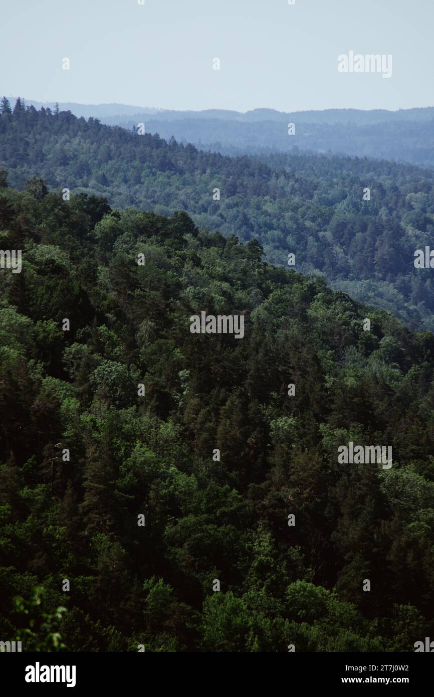 The rolling forest hills somewhere in Scandinavia during summer Stock ...