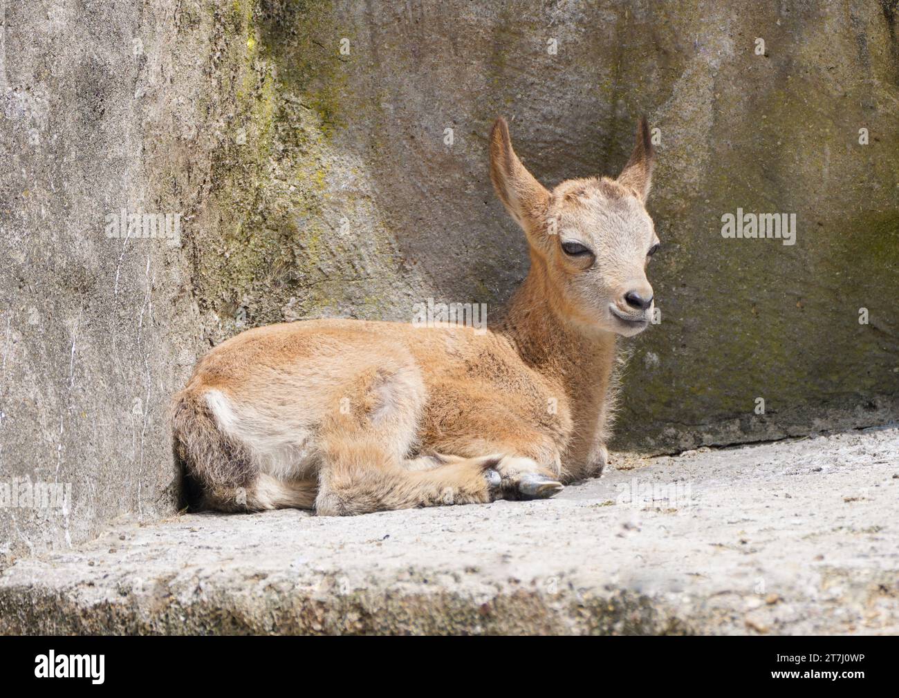 Kid rock hi-res stock photography and images - Alamy