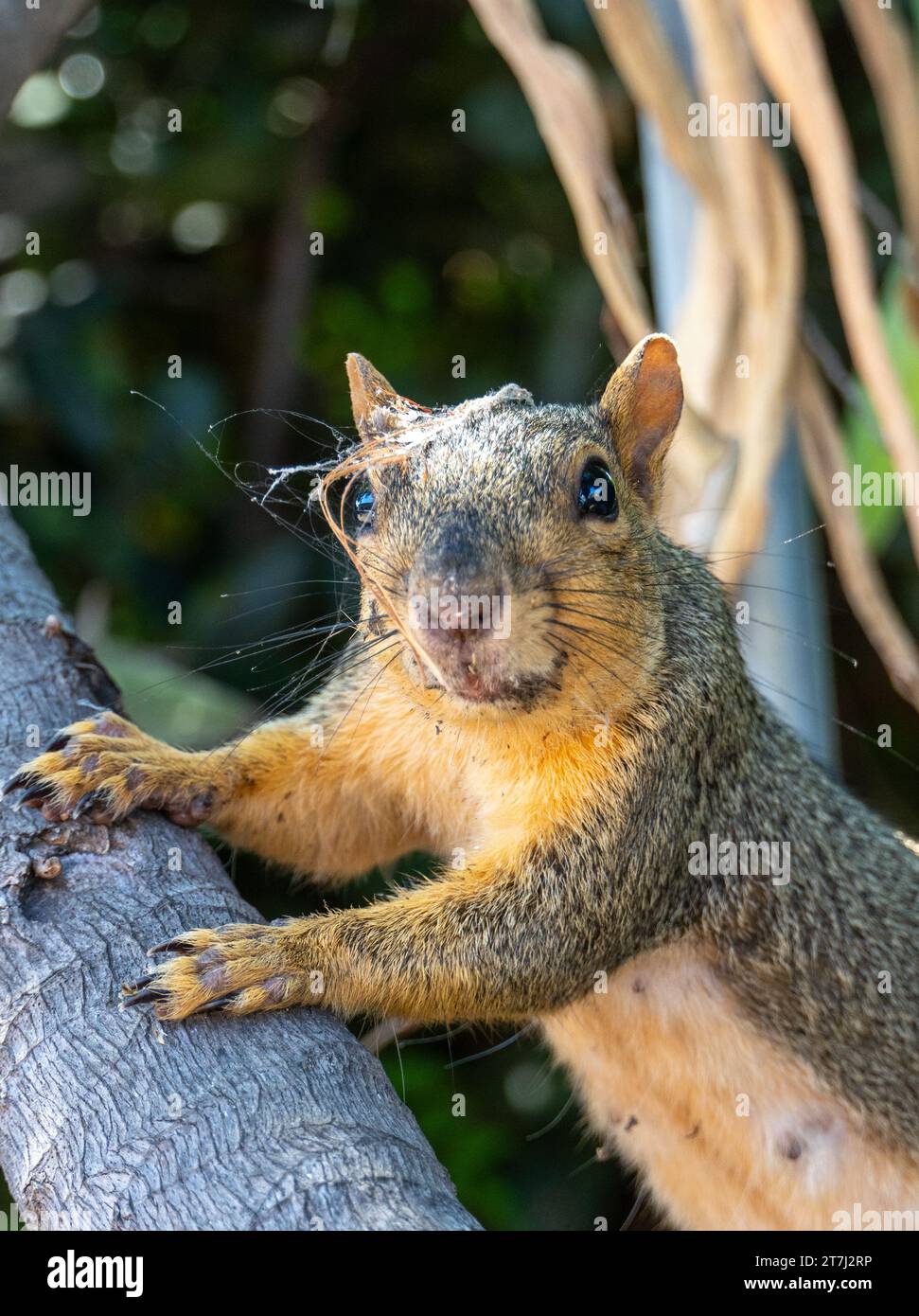 Squirrel with Trump Haircut Stock Photo - Alamy