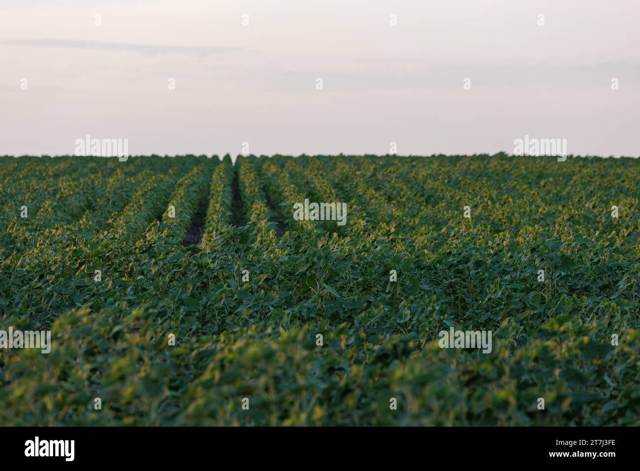 spring sunflower field before blooming Stock Photo - Alamy